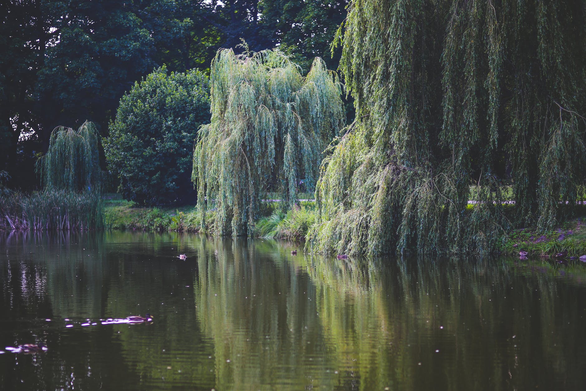 The Legend of the Willow Tree – clawingmywayin