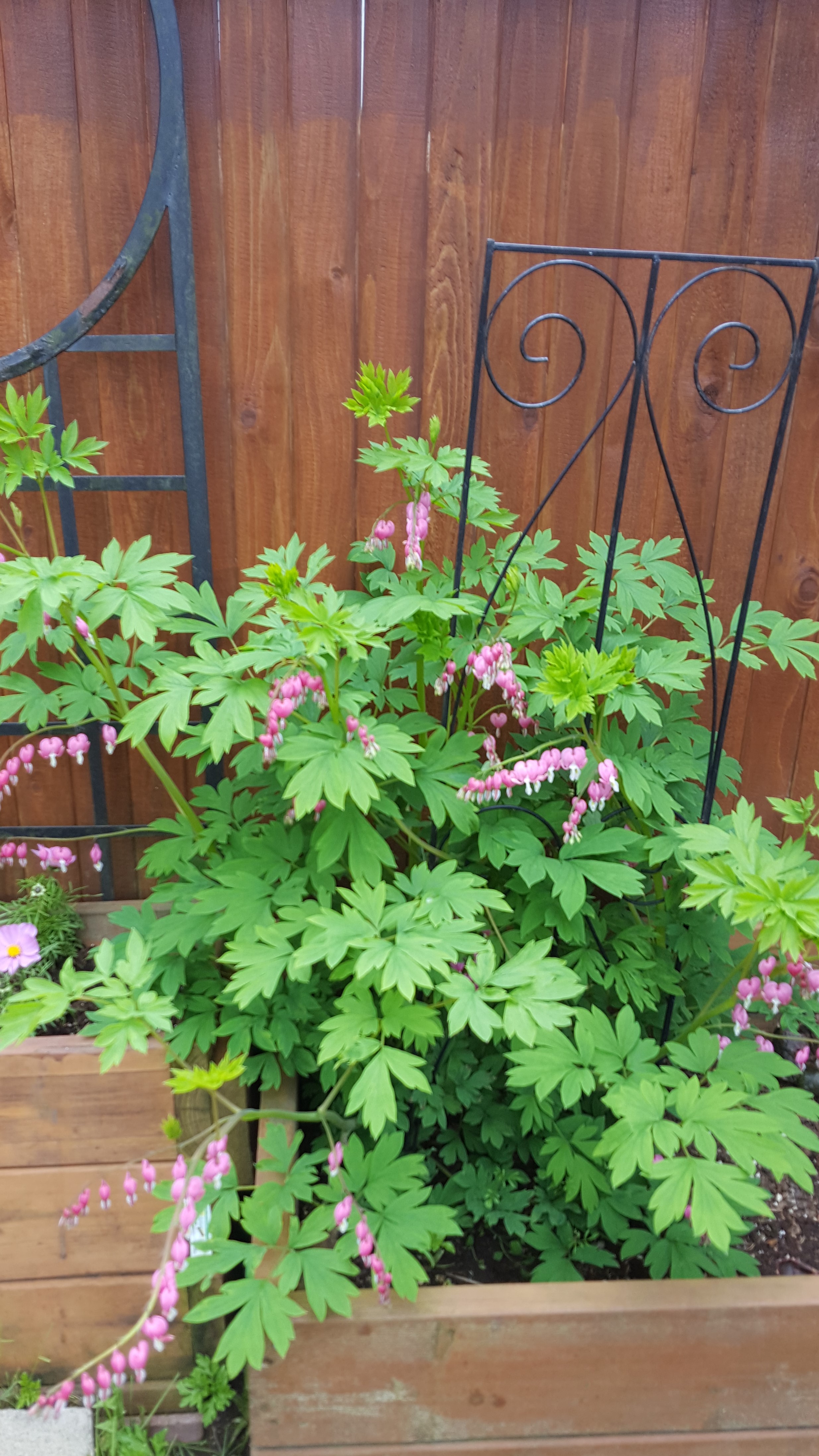 Garden Delight – clawingmywayin